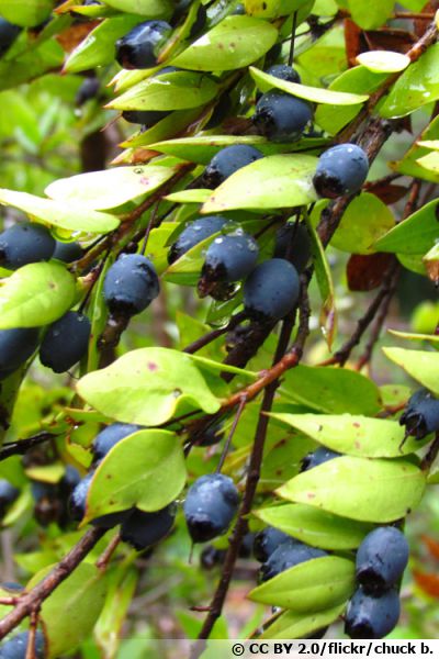 Myrte commun : planter, cultiver, récolter