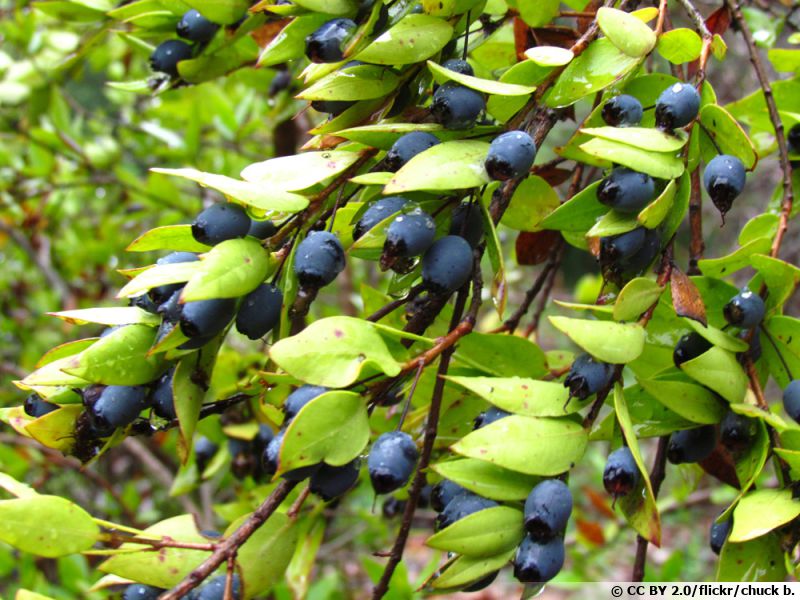 Myrte commun : planter, cultiver, récolter