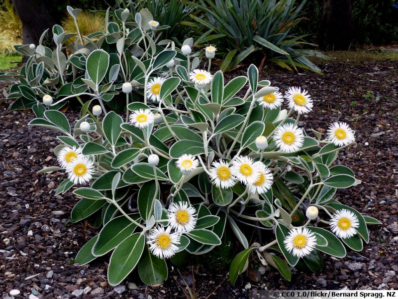 Marguerite arbustive de Nouvelle-Zélande, Pachystegia insignis ...