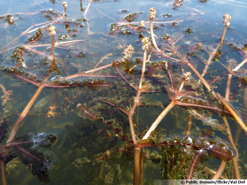 Potamot crépu, Potamot à feuilles crépues, Potamogeton crispus ...