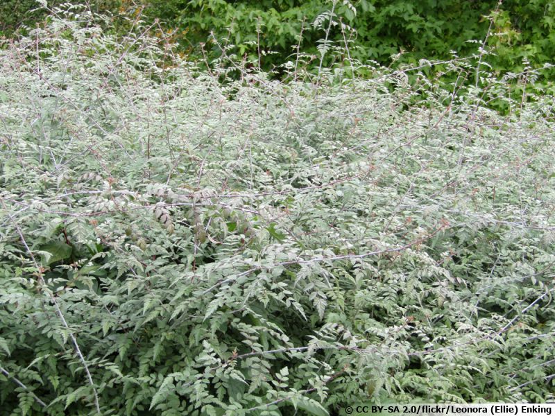 Ronce ornementale du Tibet, Rubus thibetanus : planter, cultiver ...
