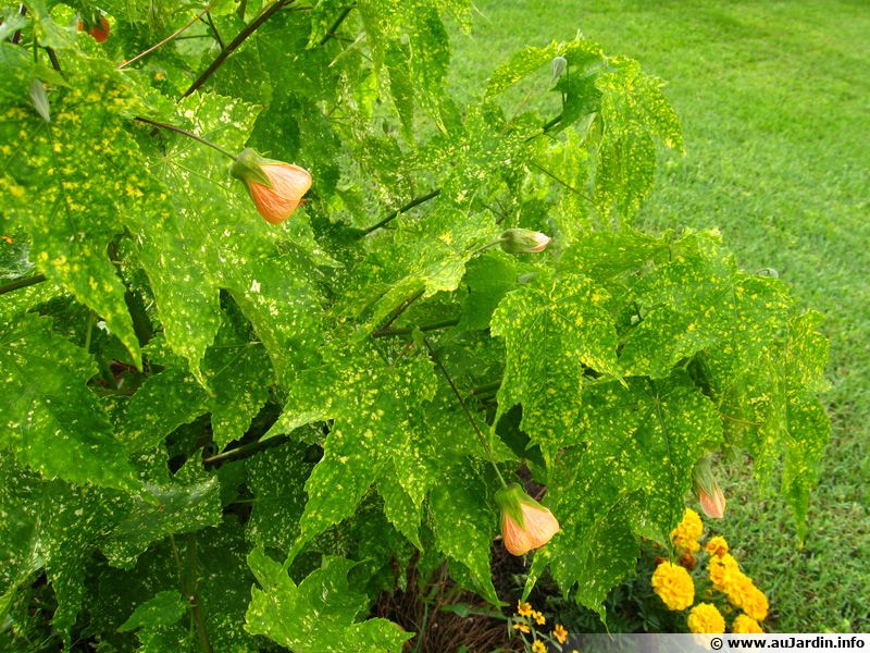 Abutilon, Abutilon x hybridum : planter, cultiver, multiplier