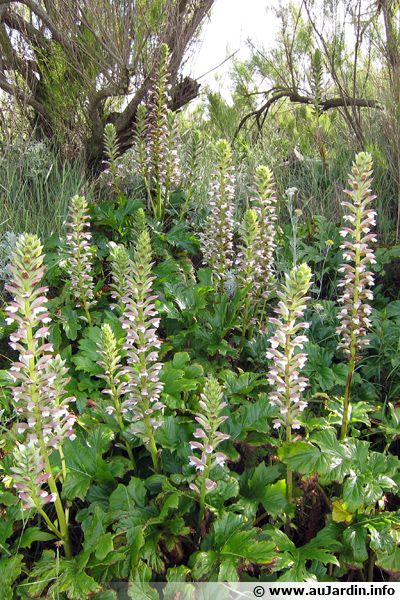 Acanthe à feuilles molles, Acanthus mollis : planter, cultiver, multiplier