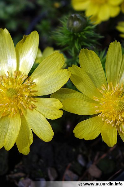Adonis de printemps, Adonide de printemps, Adonis vernalis : planter ...