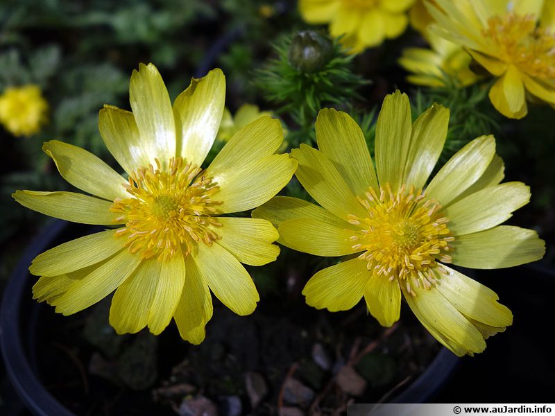 Adonis de printemps, Adonide de printemps, Adonis vernalis : planter ...