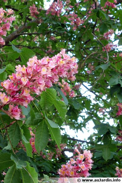 Marronnier rose, marronnier rouge, Aesculus x carnea : planter ...