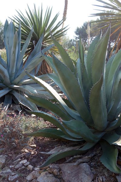 Gare aux agaves