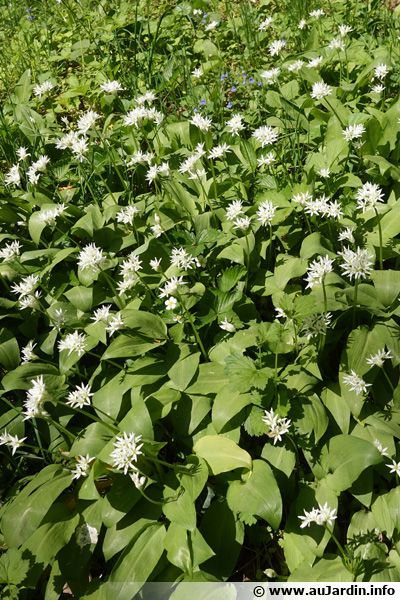 L'ail sauvage et ses usages