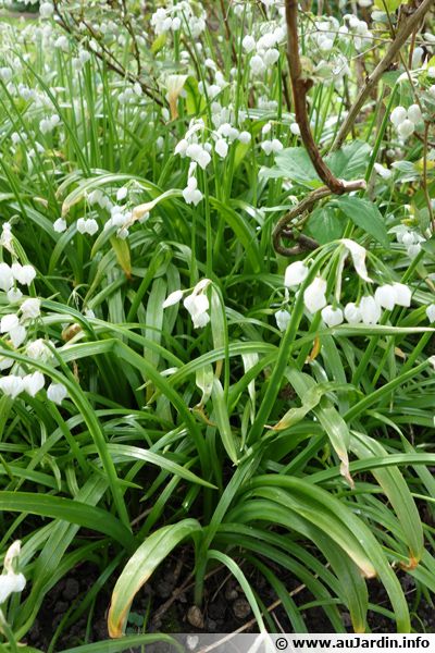Ail paradoxal, Allium paradoxum : planter, cultiver, multiplier