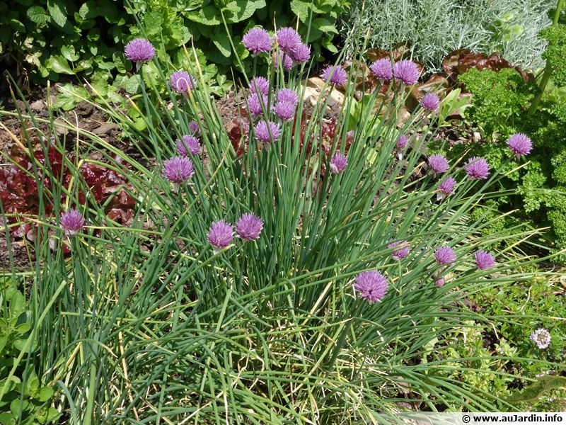 Ciboulette : planter, cultiver, récolter