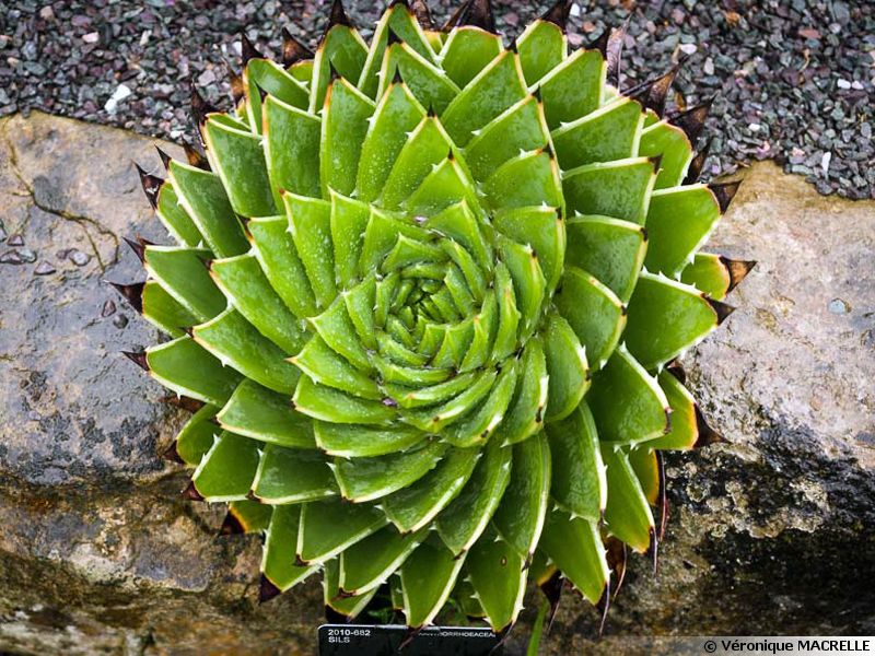 Aloès spirale du Lesotho, Aloe polyphylla : planter, cultiver, multiplier