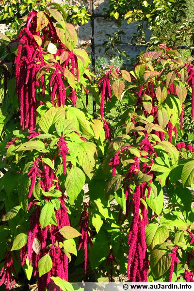 Amarante, Queue-de-renard, Amaranthus caudatus : planter, cultiver ...