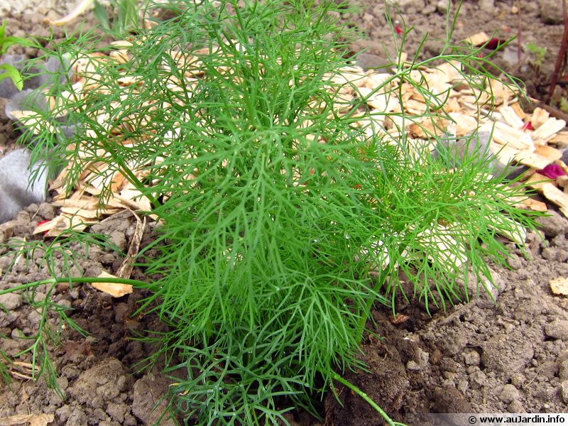 Aneth : planter, cultiver, récolter