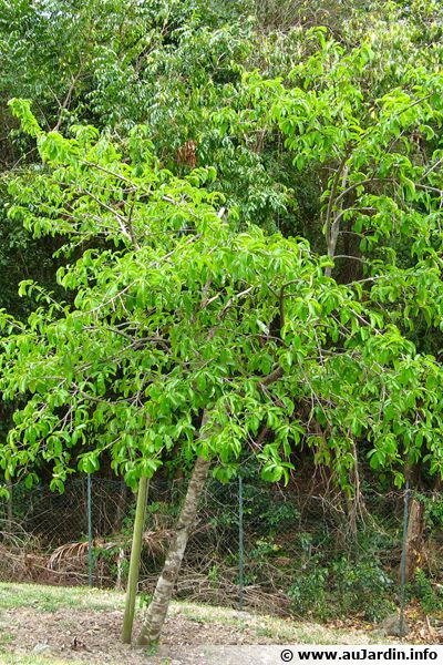 Corossollier, Arbre à corossol, Glaviola : planter, cultiver, récolter