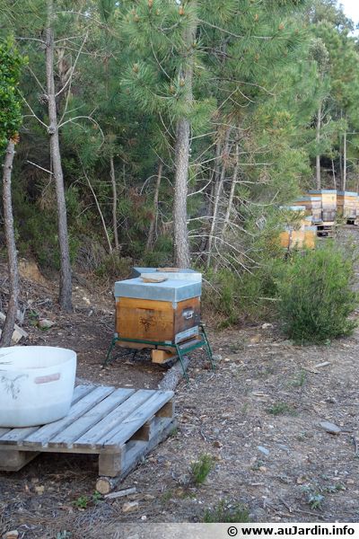 Pour une apiculture durable