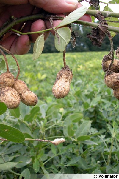 Planter des cacahuètes
