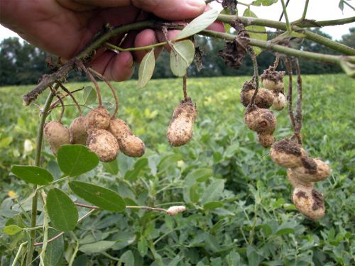 Planter des cacahuètes
