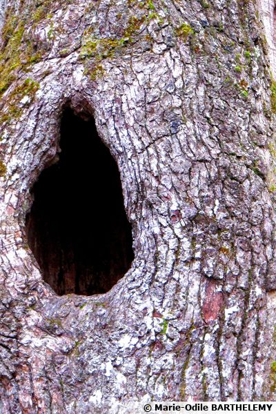 Les arbres creux, une bénédiction pour la faune