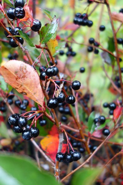 Aronie pourpre, Aronia x prunifolia : planter, cultiver, multiplier