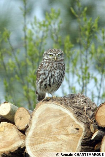 La chevêche, une chouette alliée du jardinier