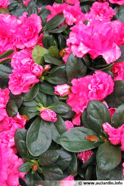 Azalee d'Inde, Azalée d'intérieur, Azalea indica : planter, cultiver ...