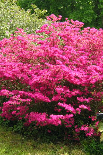 Azalée à feuilles persistantes, Azalée Kurume, Azalea x kurume ...