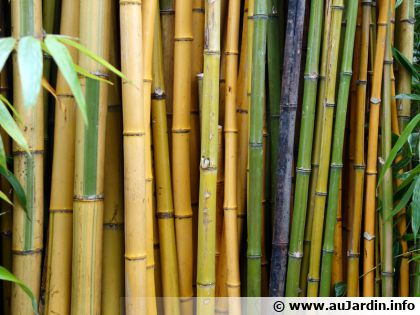 Bambou : planter, cultiver, multiplier