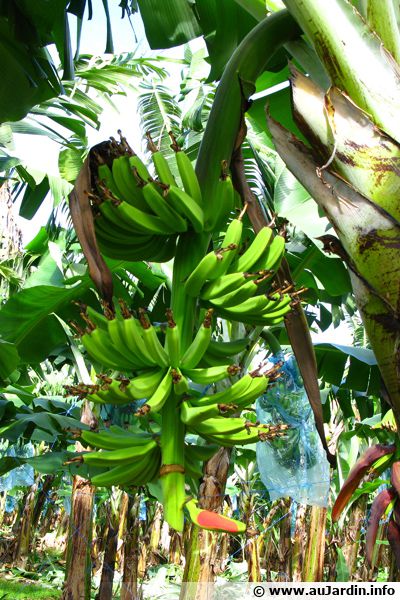 Questions fréquentes sur le bananier