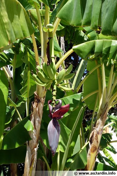 La culture des bananiers