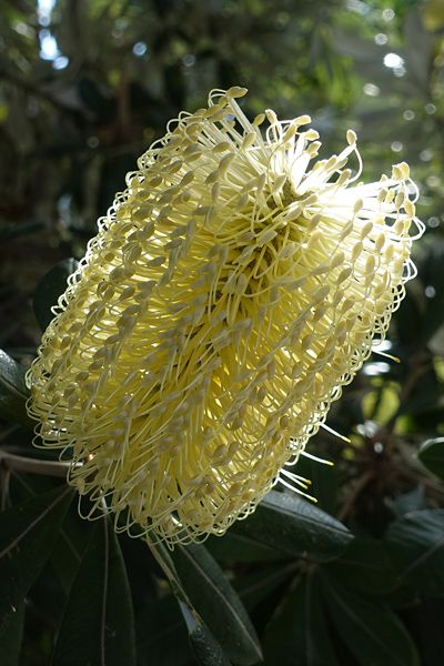 Banksia de Glass House, Banksia conferta : planter, cultiver, multiplier