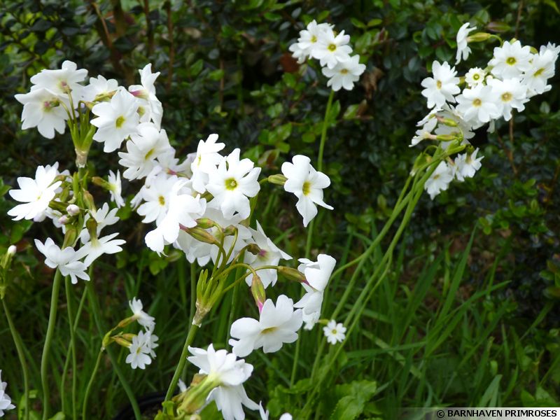 Les primevères par BARNHAVEN
