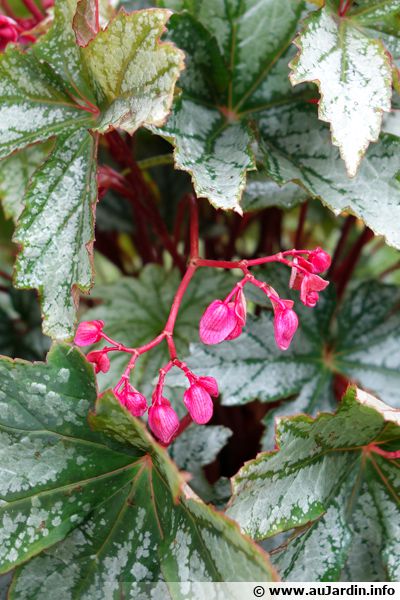 Bégonia ‘Silver Splendor’, Begonia x ‘Silver Splendor’ : planter ...
