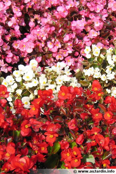 Begonia X Semperflorens