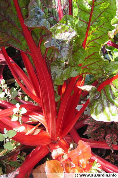 Bette à cardes, Blette, Poirée : planter, cultiver, récolter