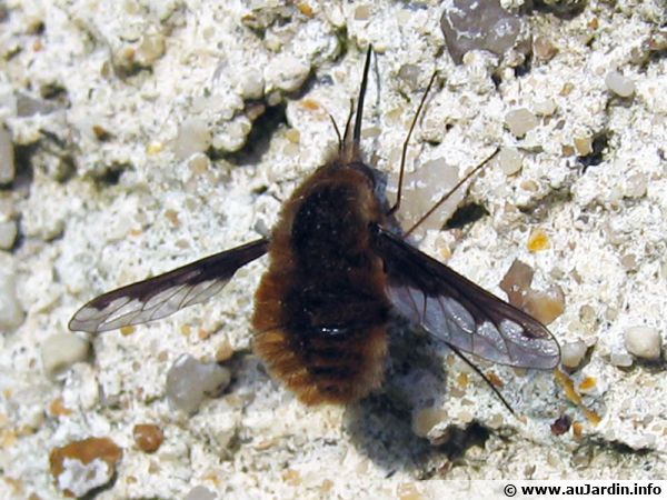 Les diptères, mouches et moustiques