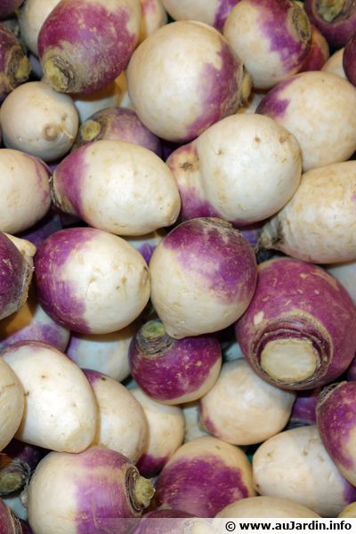 Navet : planter, cultiver, récolter