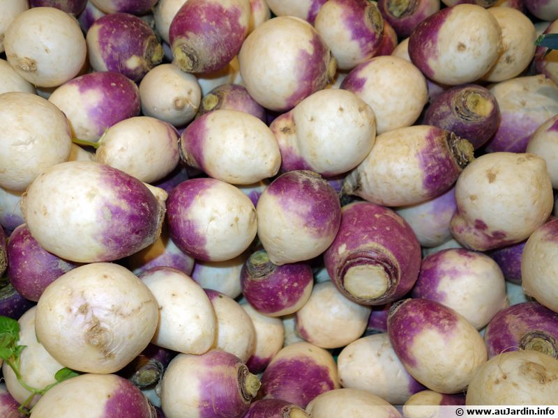 Navet : planter, cultiver, récolter