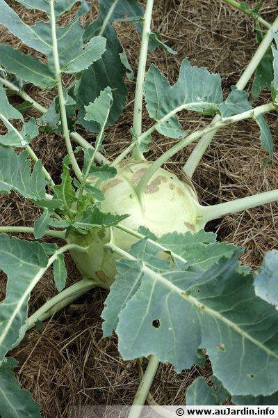 Chou rave, Colrave, Kohlrabi : planter, cultiver, récolter