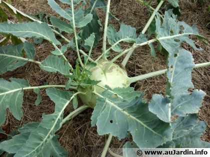 Chou rave, Colrave, Kohlrabi : planter, cultiver, récolter