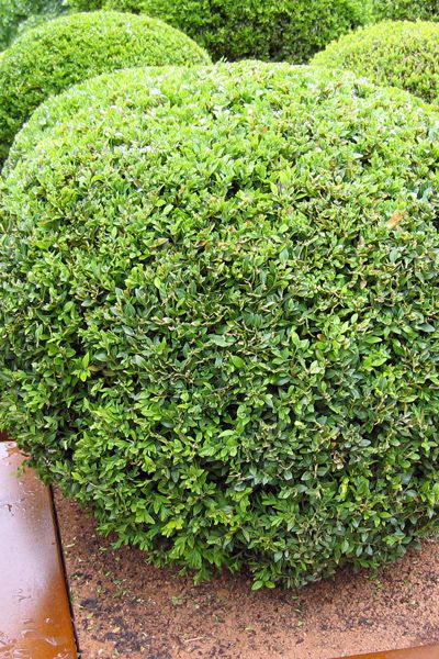 La culture du buis en pot