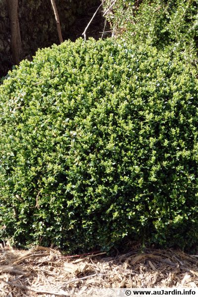 Buis, Buxus sempervirens : planter, cultiver, multiplier