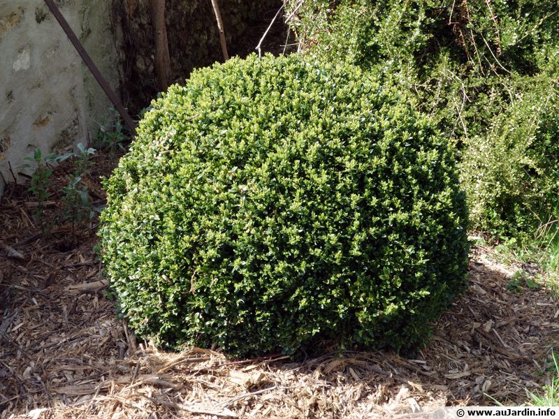 Buis, Buxus sempervirens : planter, cultiver, multiplier