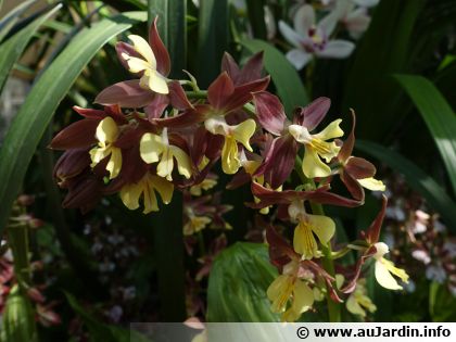 Calanthe : planter, cultiver, multiplier