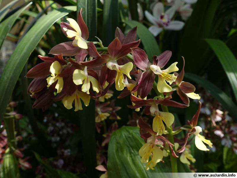 Calanthe : planter, cultiver, multiplier