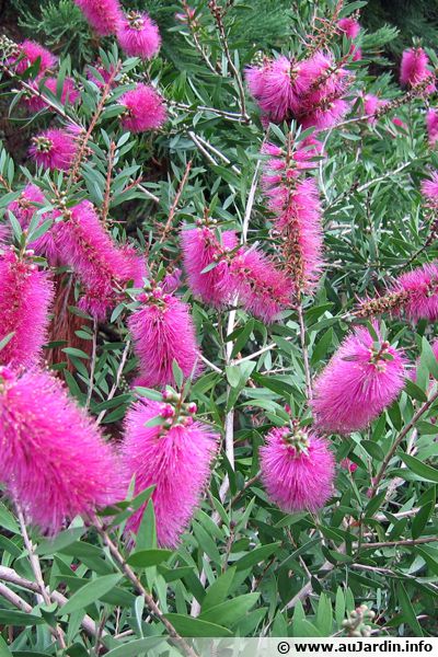 Rince-bouteille, Plante goupillon, Callistemon citrinus : planter ...