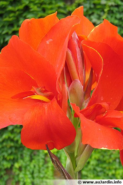 10 fleurs rouges pour le jardin