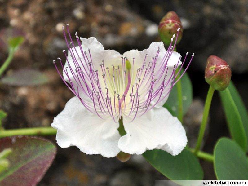Câprier commun, Câprier épineux : planter, cultiver, récolter
