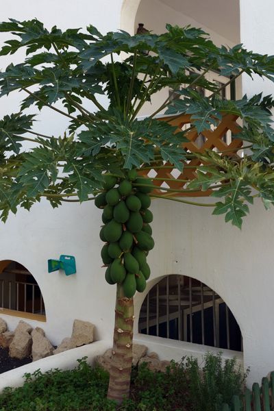 Papayer, Papaye, Melon des îles, Figuier des îles : planter, cultiver ...