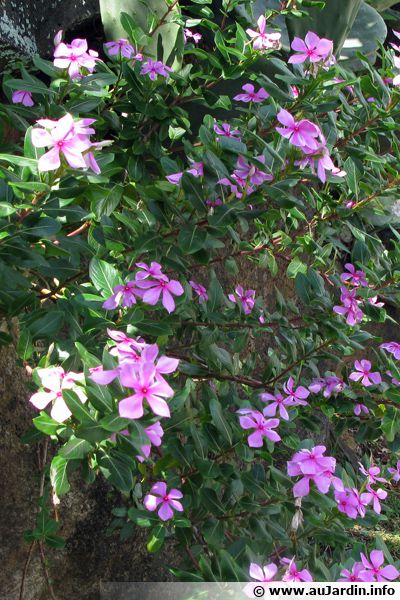 Pervenche de Madagascar, Catharanthus roseus : planter, cultiver, multiplier