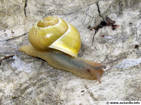 Les gastéropodes, escargots et limaces